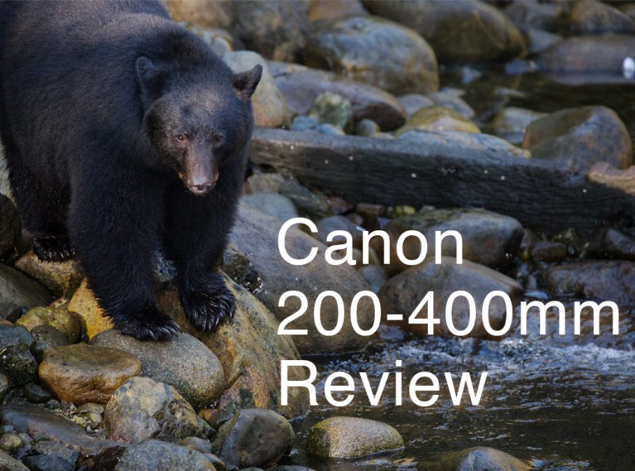 Canon 200 400 F 4 L IS Review Bears Of Vancouver Island Canon 200 400 F 4 L IS Review Bears Of Vancouver Island
