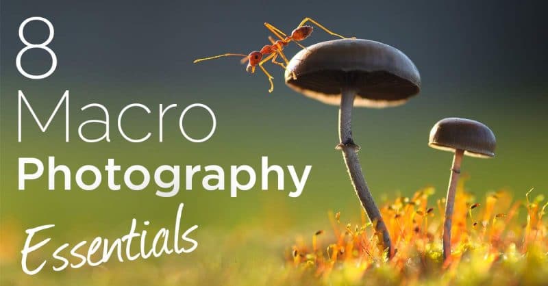 8 Pieces of Essential Macro Photography Gear