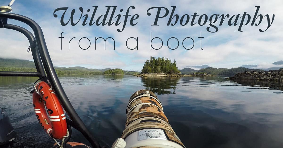 10 Top Tips for Photographing Wildlife from a Boat