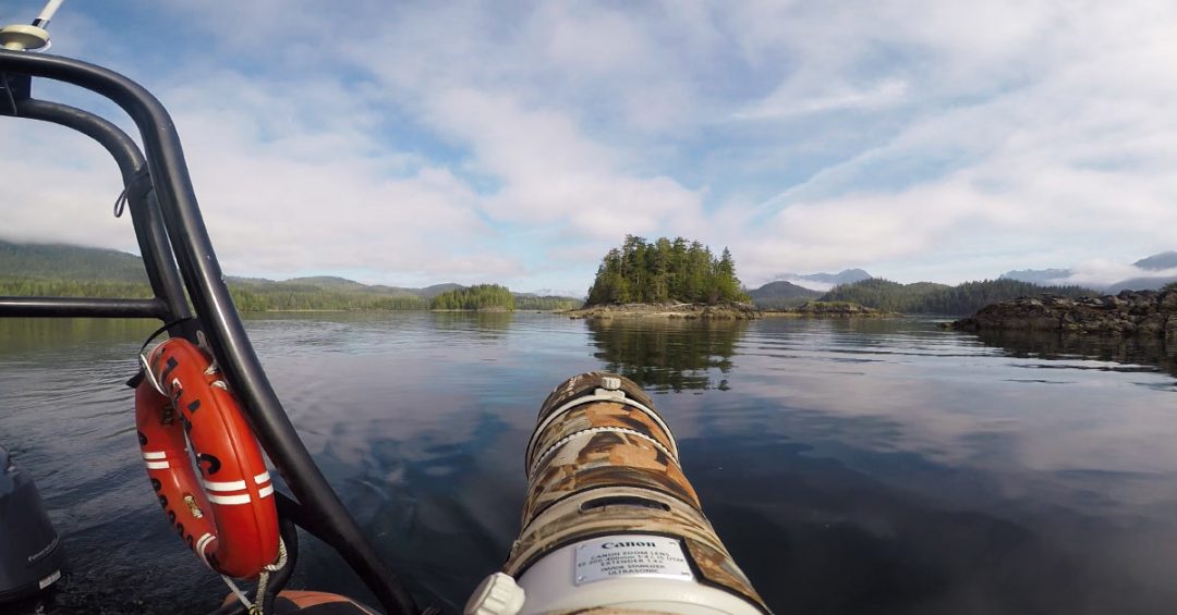 10 Top Tips for Photographing Wildlife from a Boat