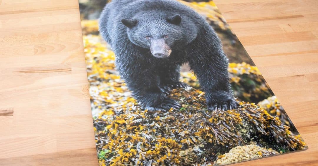 Review: X-Port Expandable Print Portfolio