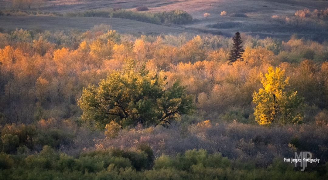 Nikon 500mm f/5.6 PF Review
