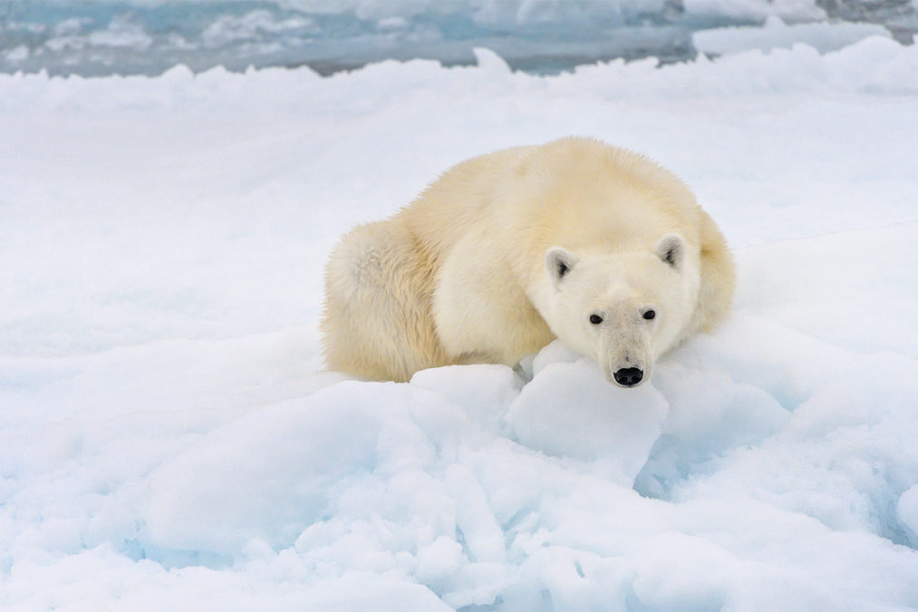 The Michelle Valberg Interview - On Wildlife Photography