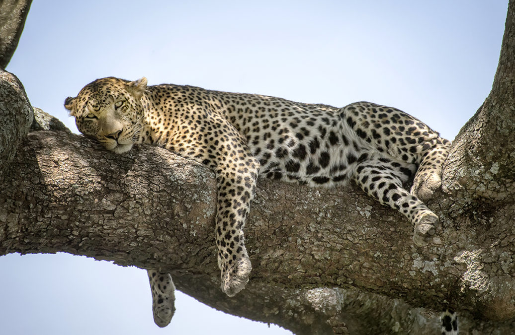 The Michelle Valberg Interview - On Wildlife Photography