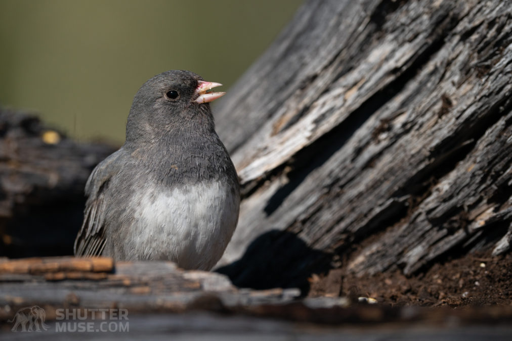The Ultimate Guide to Better Backyard Bird Photography