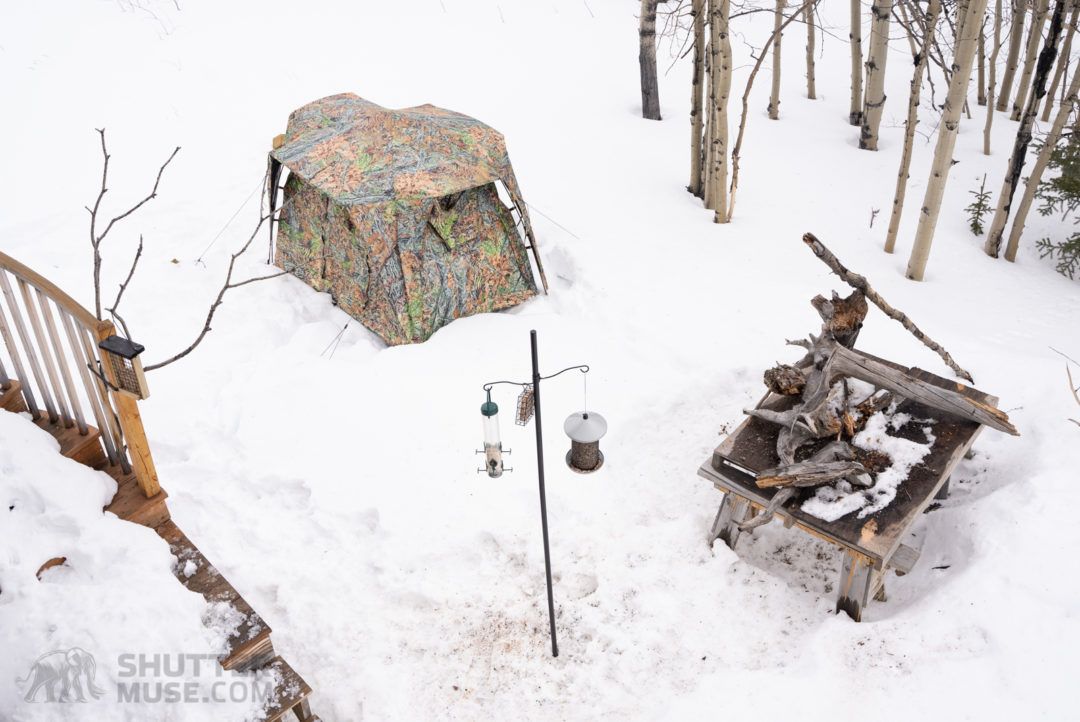 The Ultimate Guide to Better Backyard Bird Photography