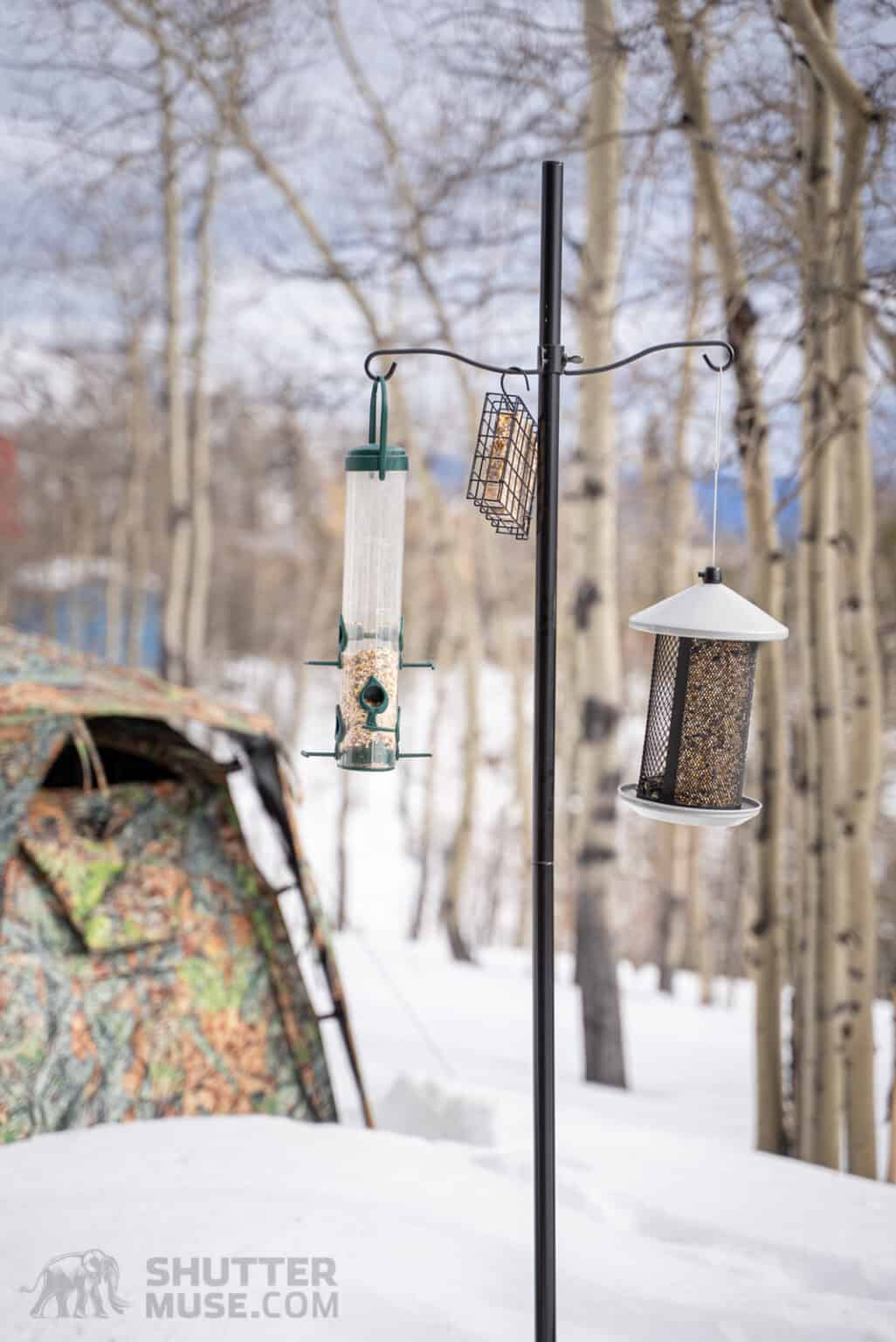 The Ultimate Guide to Better Backyard Bird Photography