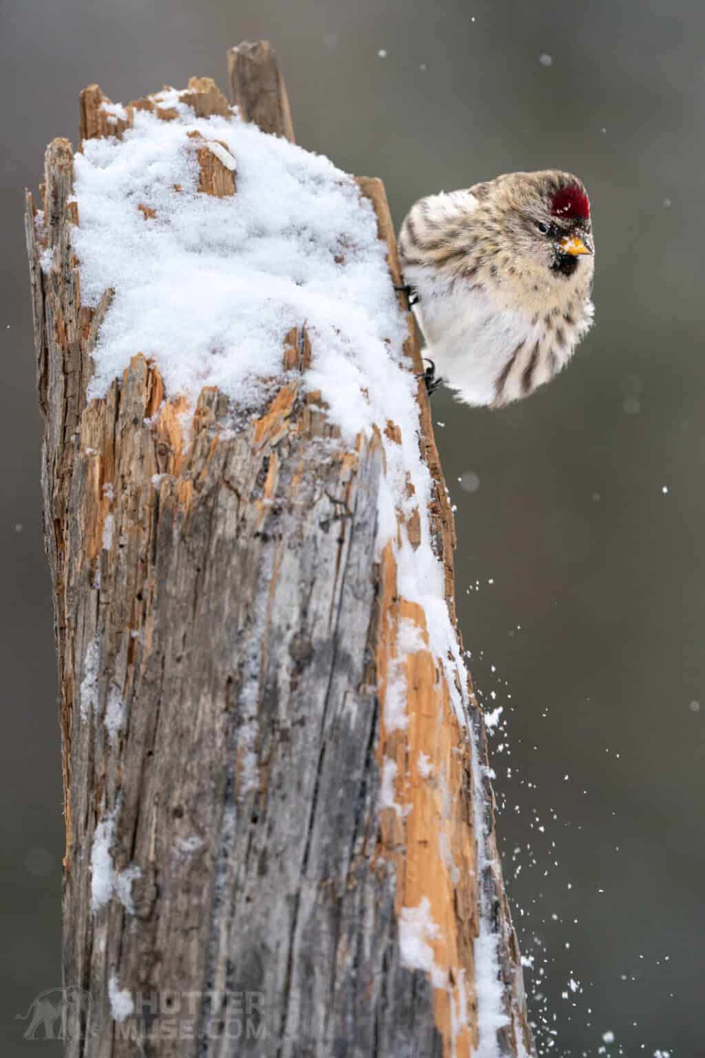 The Ultimate Guide to Better Backyard Bird Photography