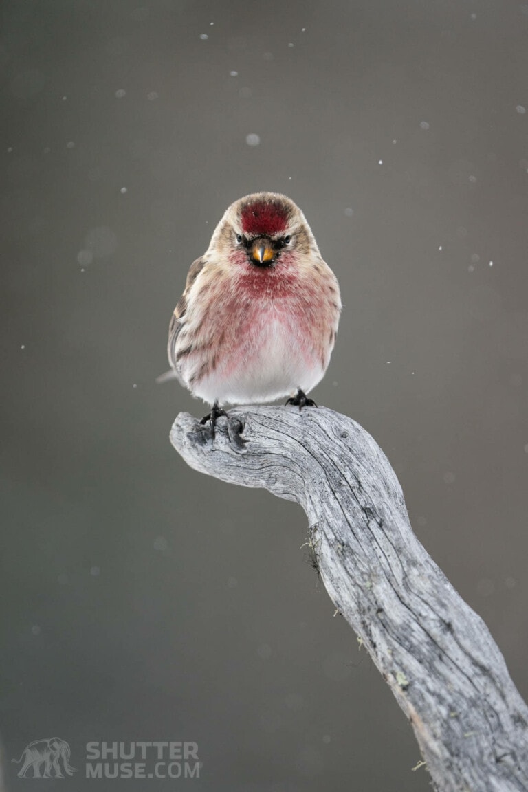 The Ultimate Guide to Better Backyard Bird Photography