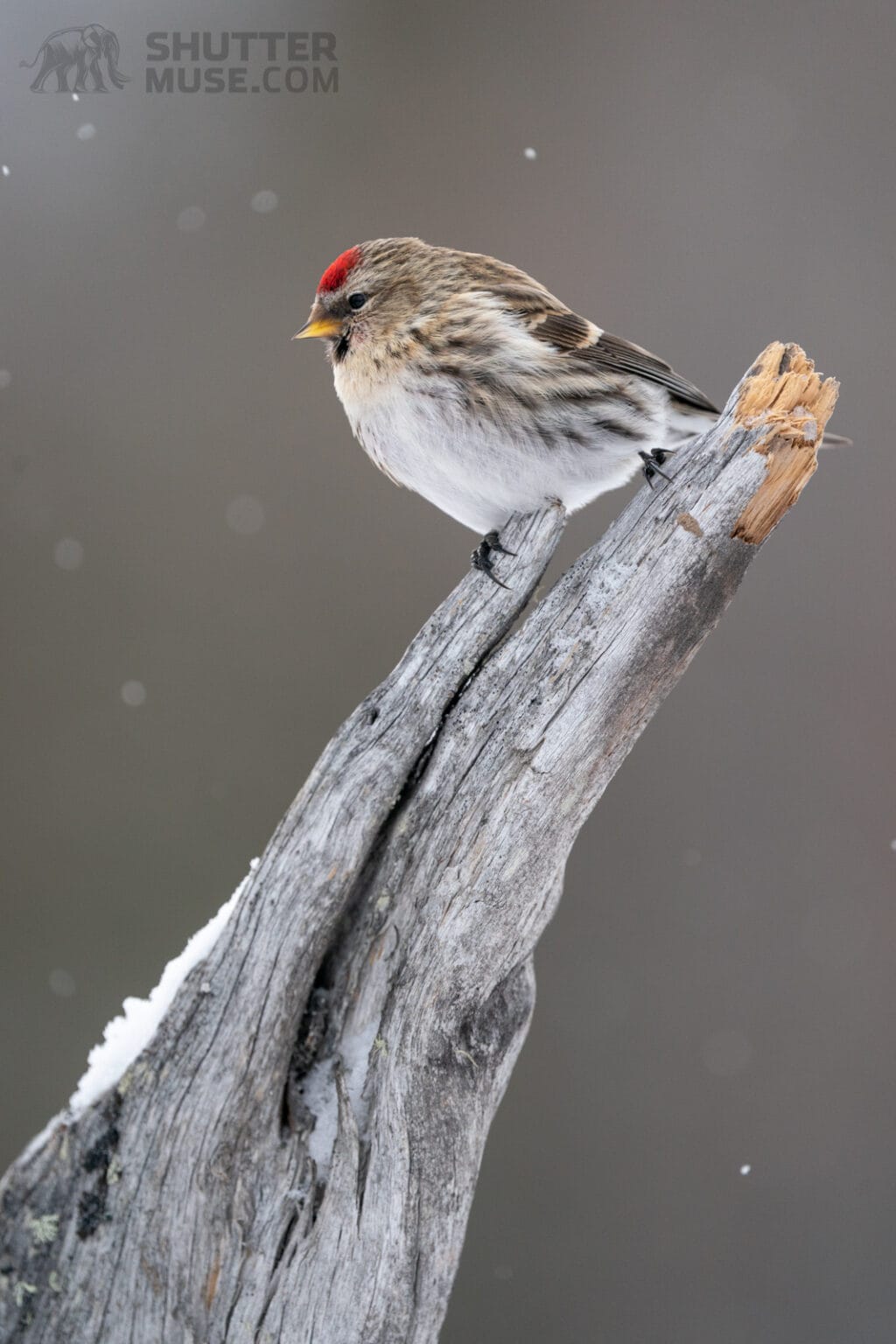 The Ultimate Guide to Better Backyard Bird Photography