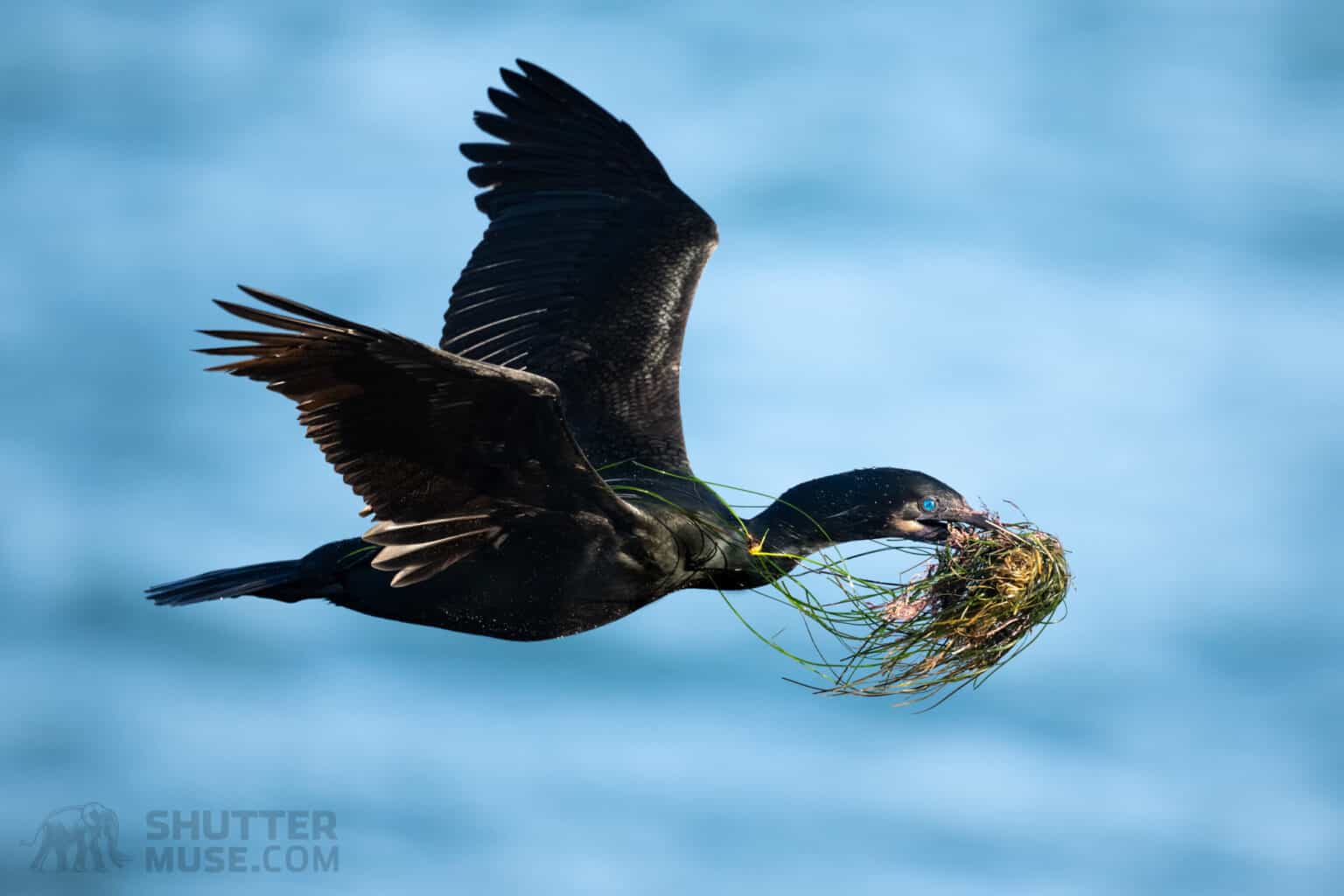 Behind the Shot: Blue-Eyed Cormorant in Flight