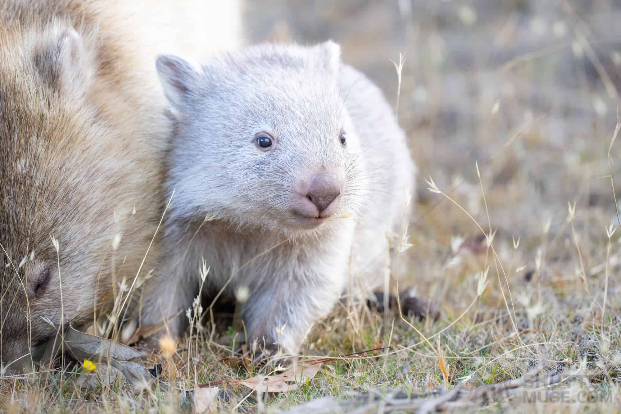 Adorable Wombat Common Wombat Kosciuszko National Park Our Beautiful Adorable Wombat Common Wombat Kosciuszko National Park Our Beautiful