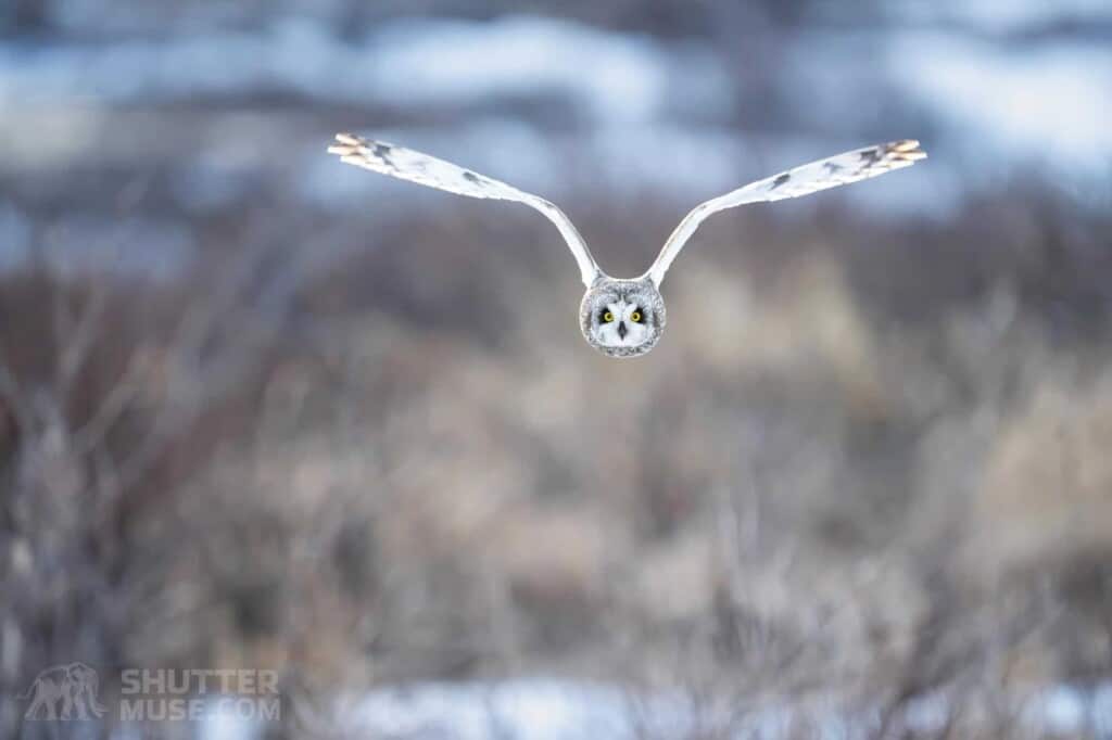 Shutter Muse - Photography Reviews, Tutorials and Industry News