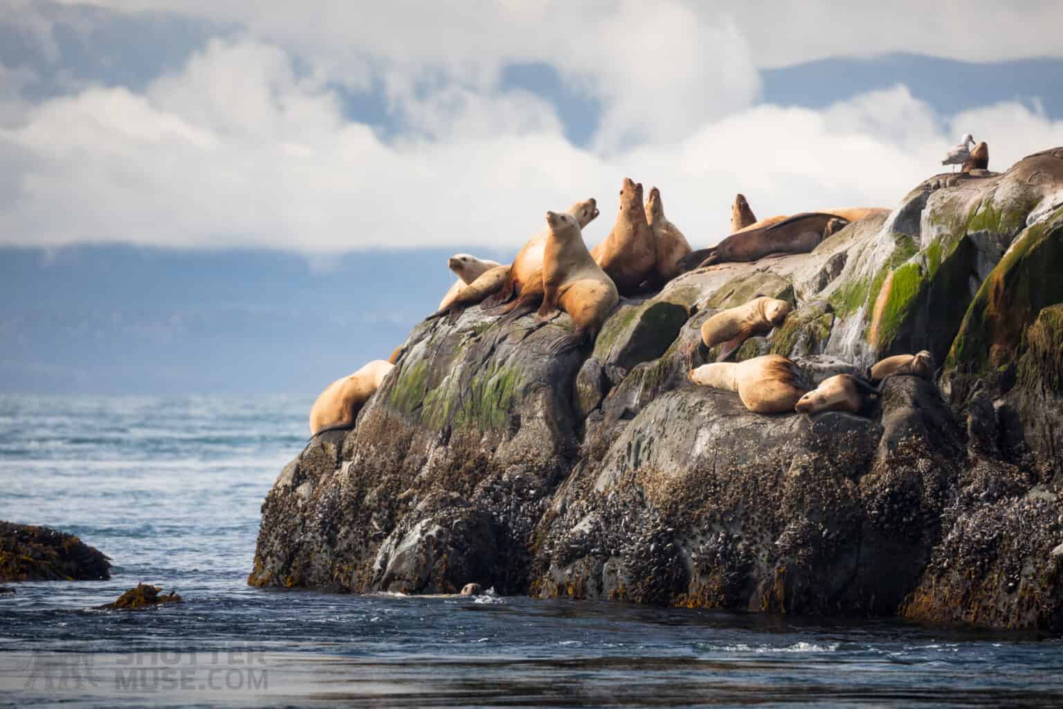10 Top Tips for Photographing Wildlife from a Boat