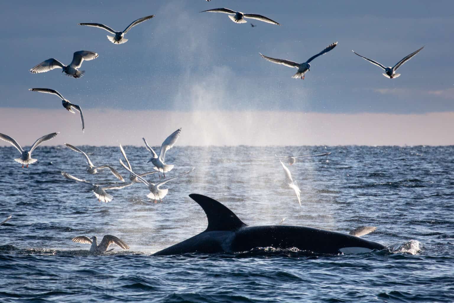 10 Top Tips for Photographing Wildlife from a Boat