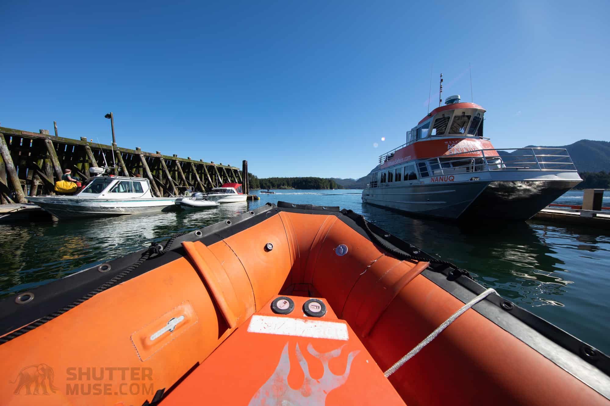 10 Top Tips for Photographing Wildlife from a Boat