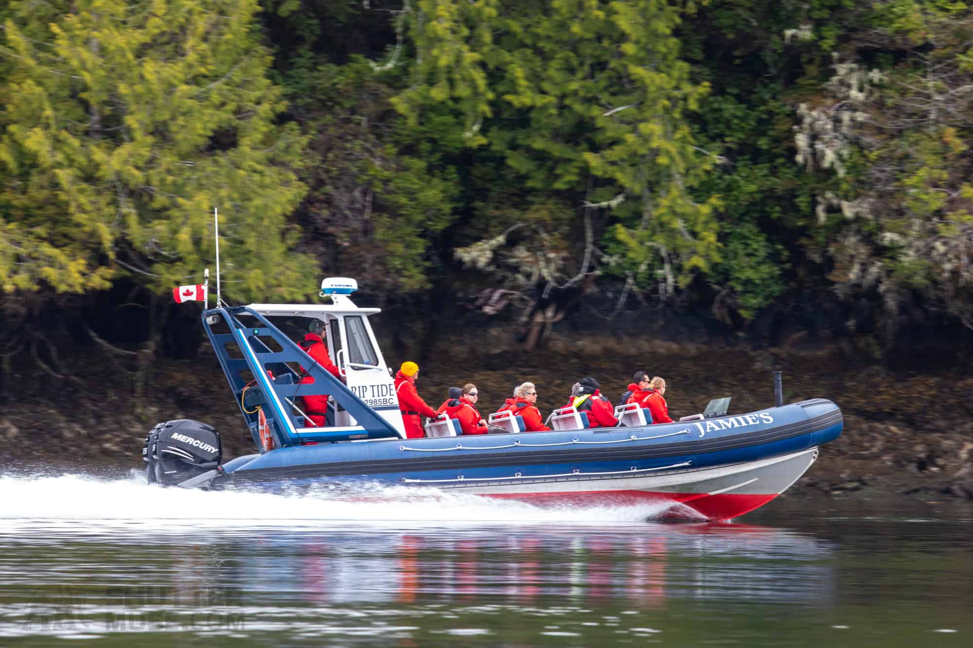 10 Top Tips for Photographing Wildlife from a Boat