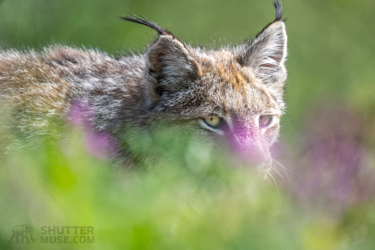The Best Sony Lenses for Wildlife Photography in 2026
