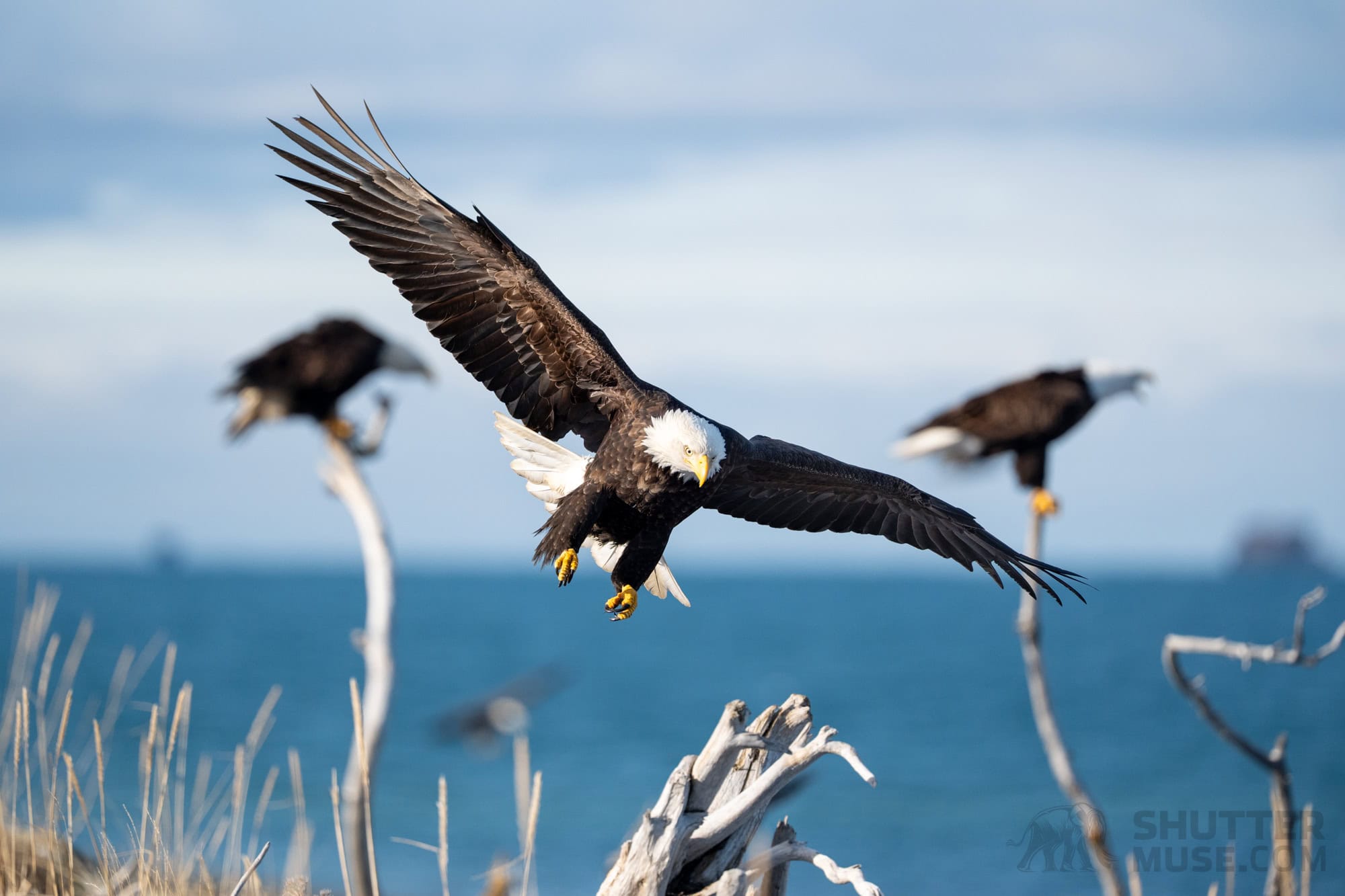 Sony 300mm f/2.8 GM Teleconverter Performance (1.4x and 2x ...