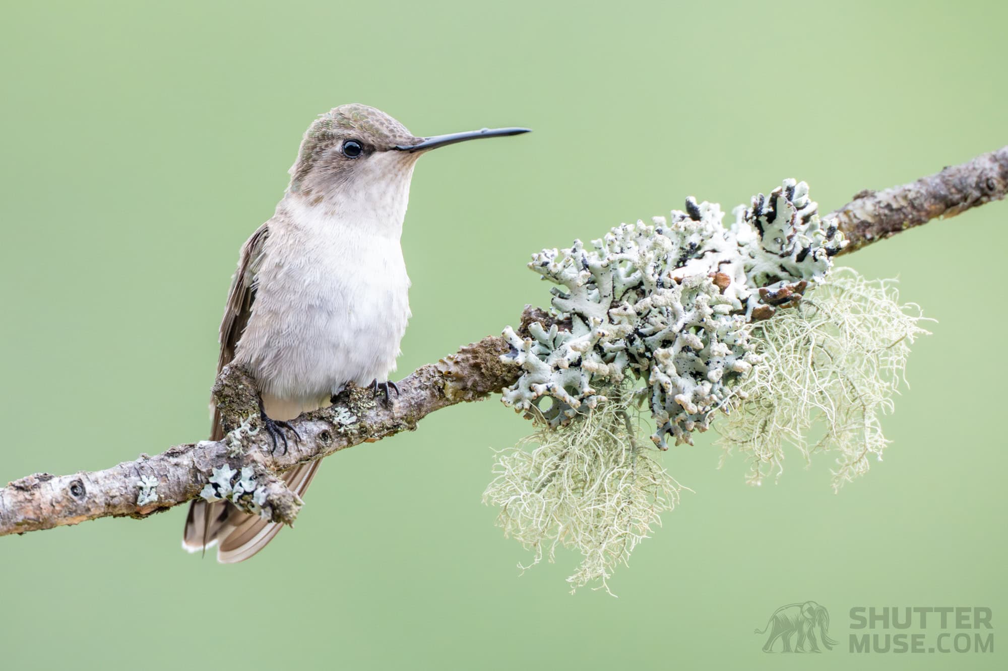 Sony 300mm f/2.8 GM Teleconverter Performance (1.4x and 2x ...