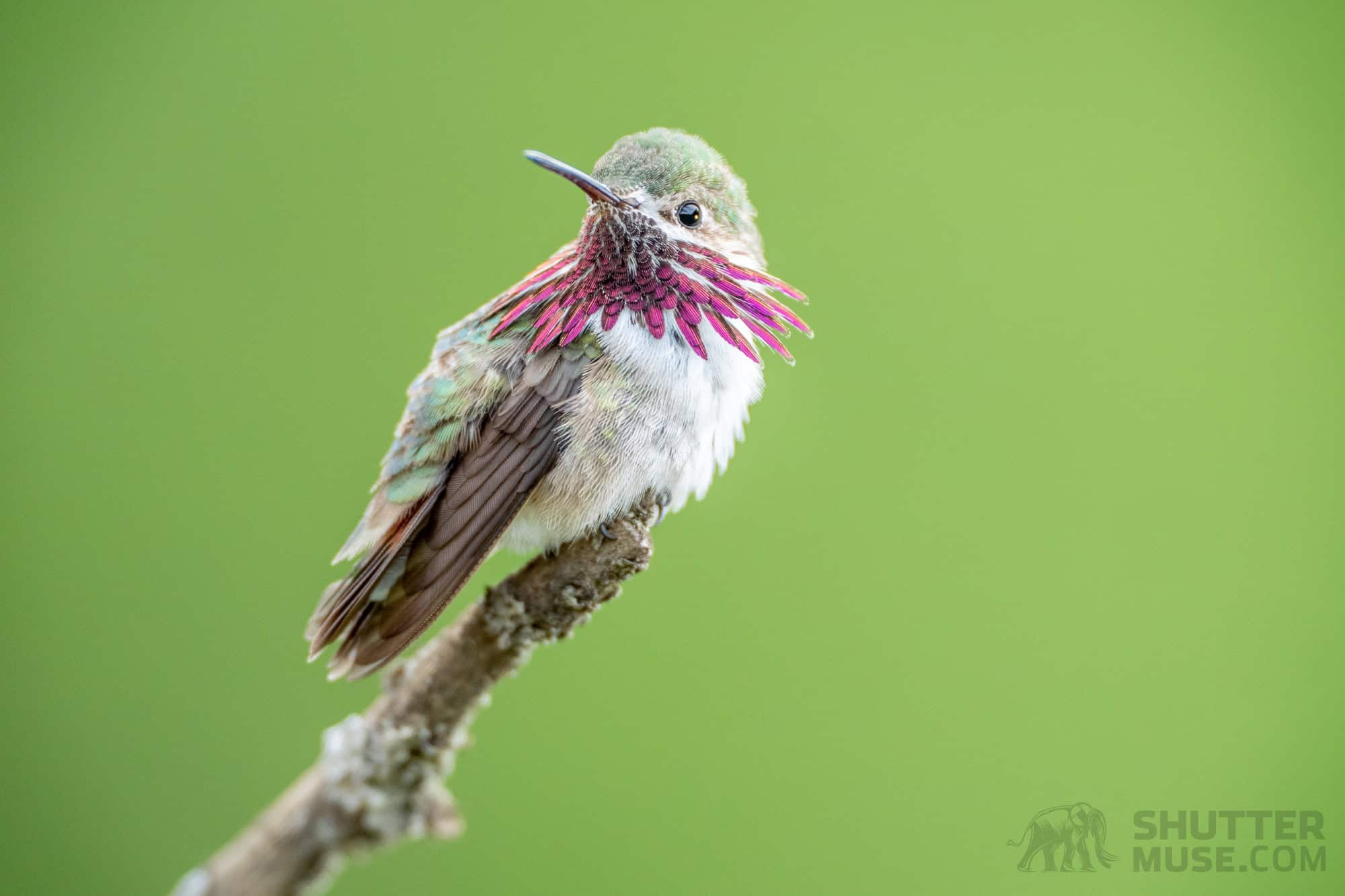 Sony 300mm f/2.8 GM Teleconverter Performance (1.4x and 2x ...