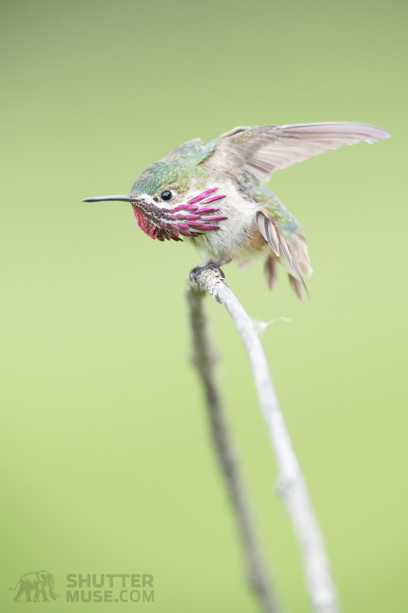 Sony 300mm f/2.8 GM Teleconverter Performance (1.4x and 2x ...