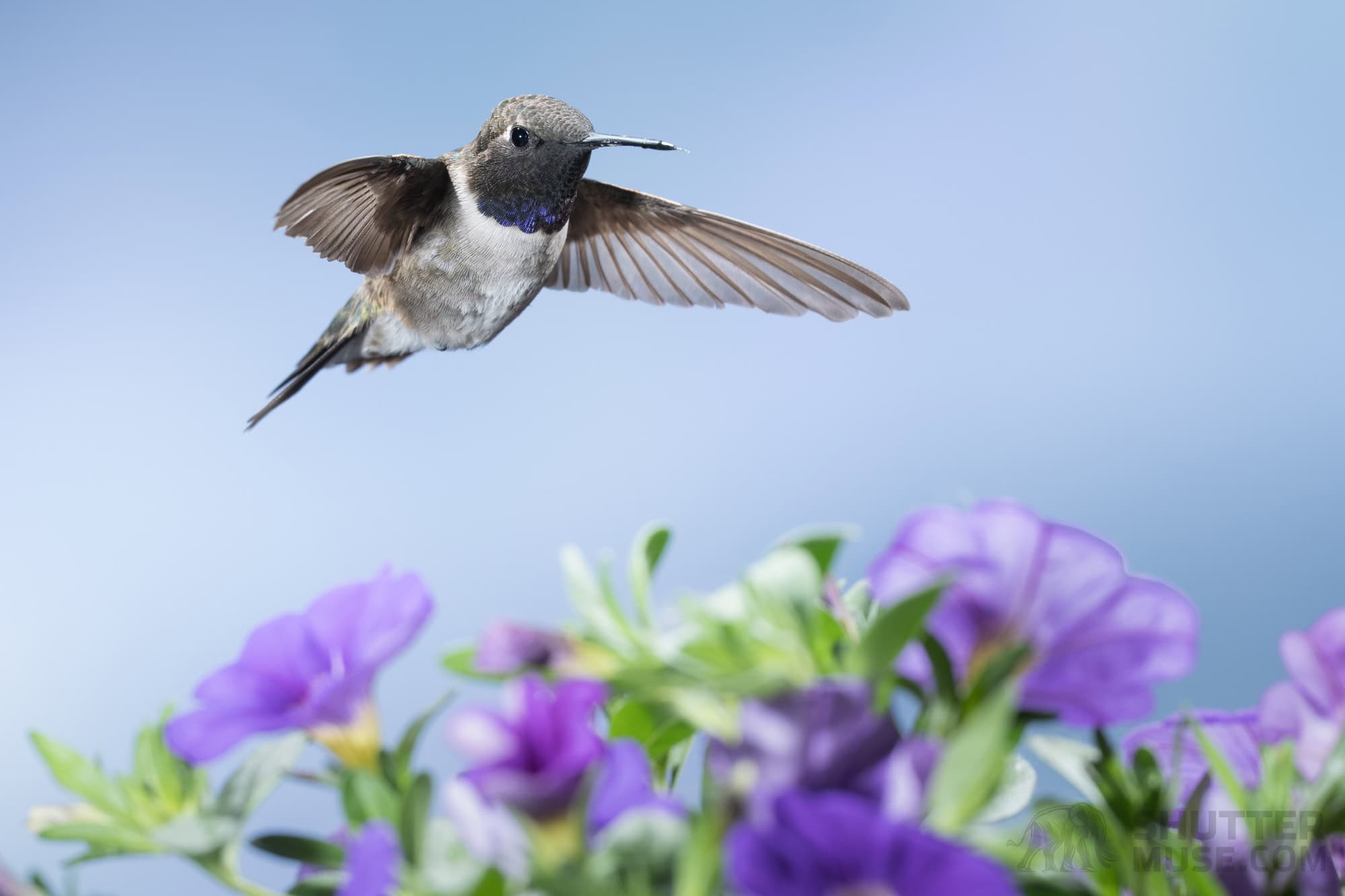 Sony 300mm f/2.8 GM Teleconverter Performance (1.4x and 2x ...