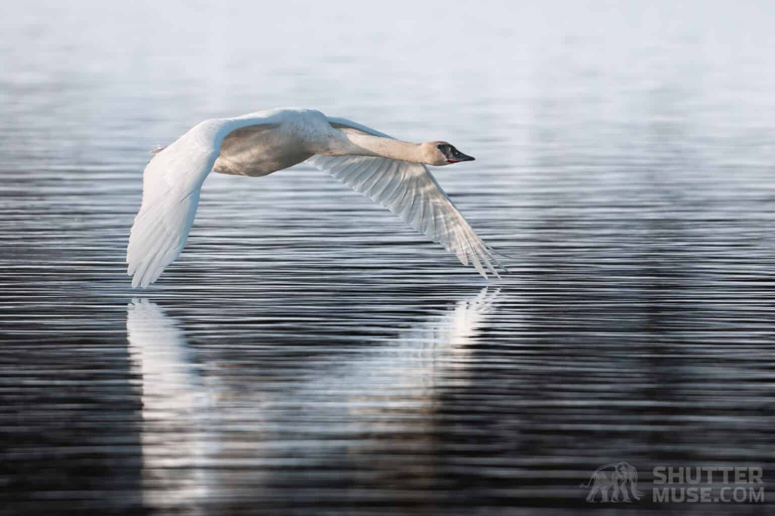 The Best Sony Lenses for Wildlife Photography in 2026