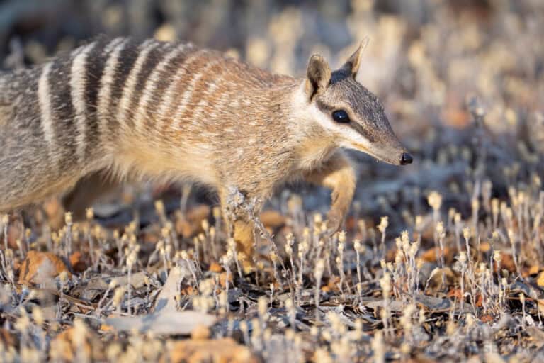 The Best Sony Lenses for Wildlife Photography in 2026