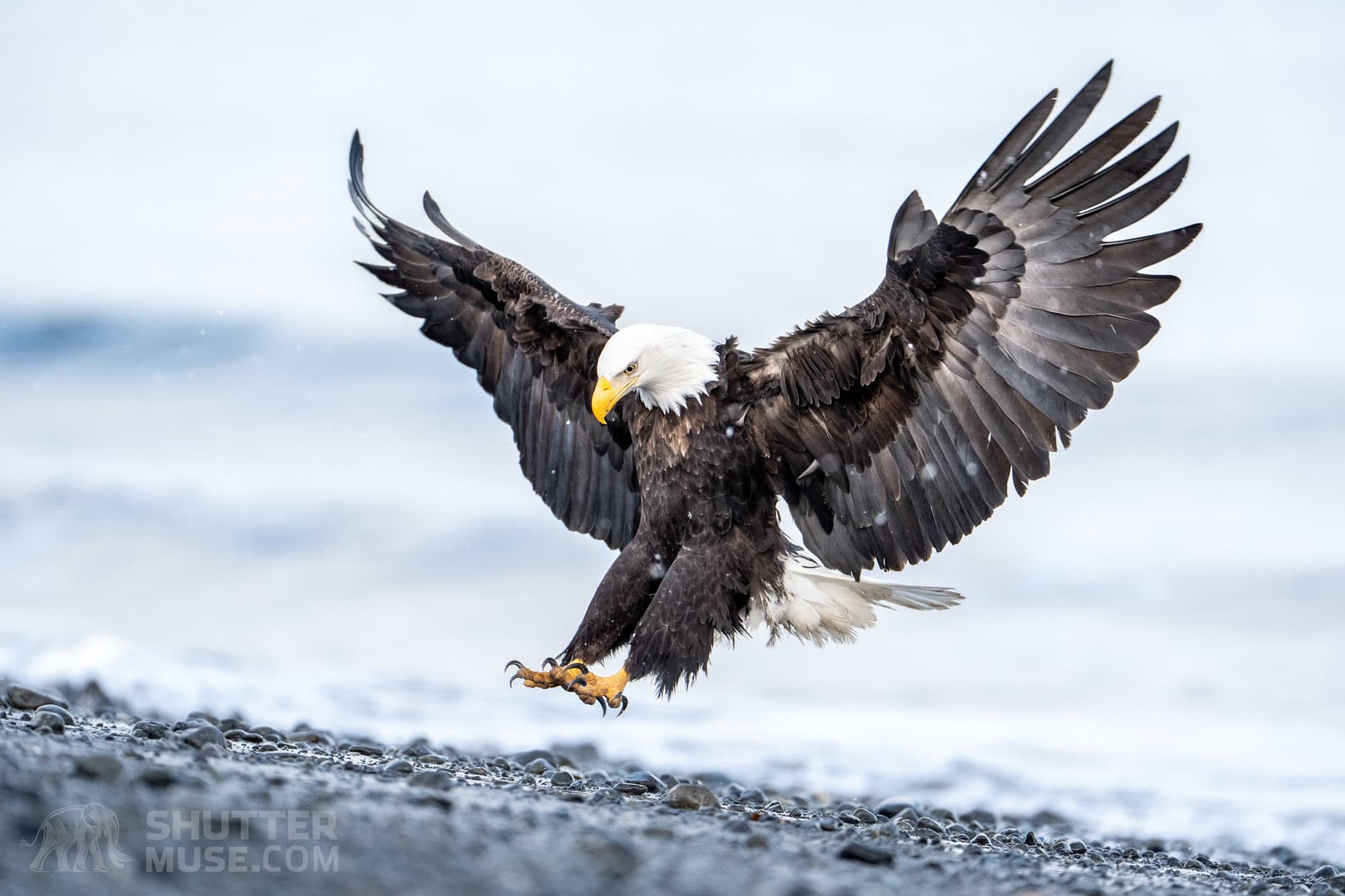 The Best Sony Lenses for Wildlife Photography in 2026