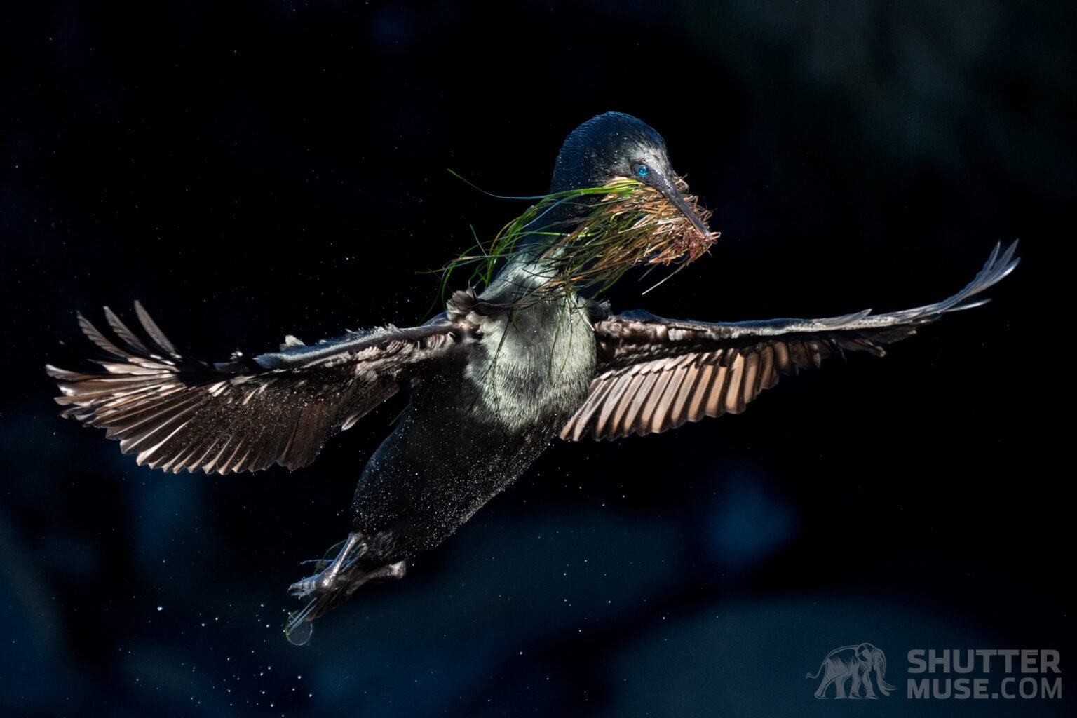 The Best Sony Lenses for Wildlife Photography in 2026