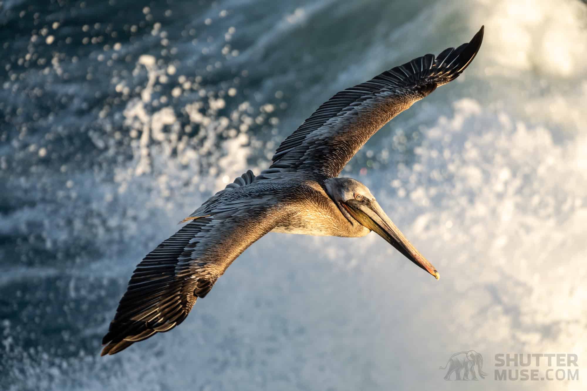 The Best Sony Lenses for Wildlife Photography in 2026